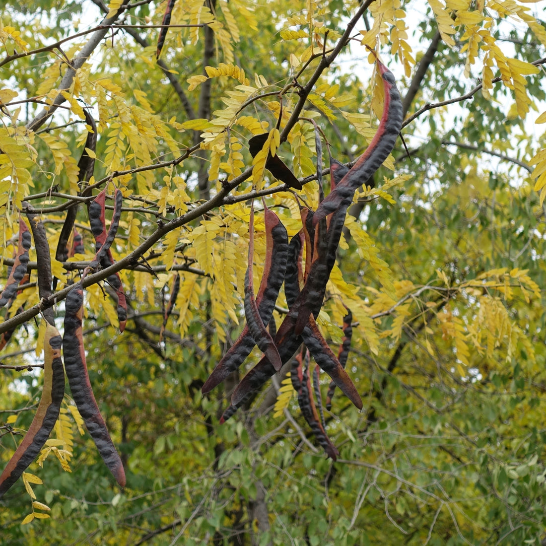 Honey Locust – Hickory Run Homestead