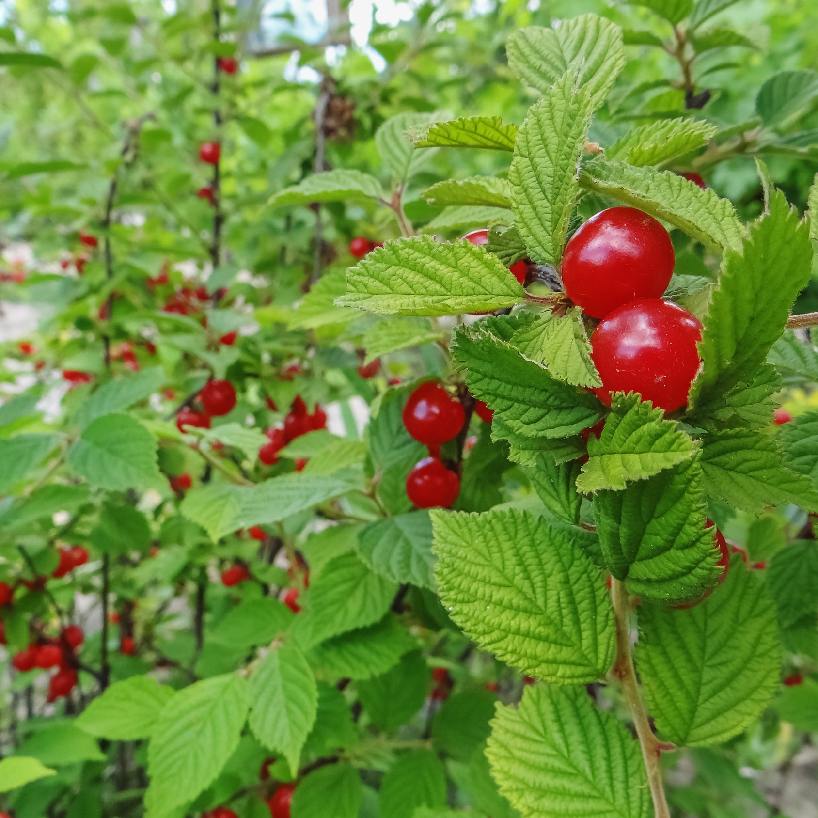 Bush Cherry – Hickory Run Homestead